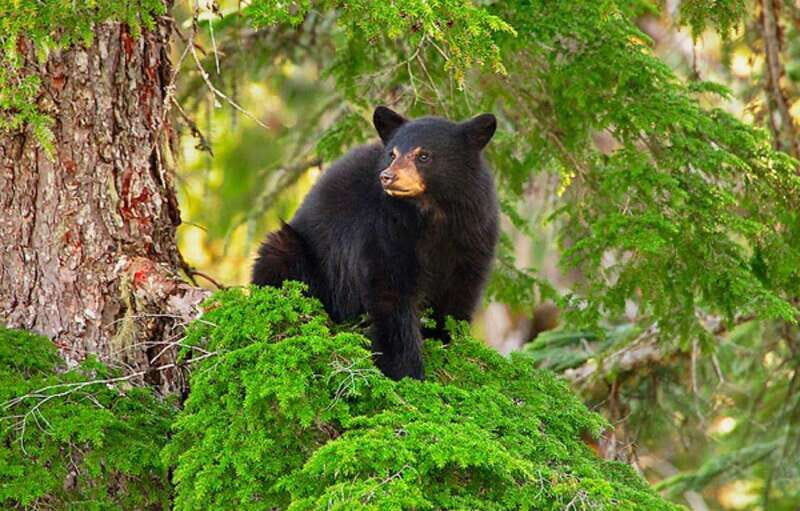 Whistler: Afternoon Bears Spotting Tour in Land Rover - Key Points