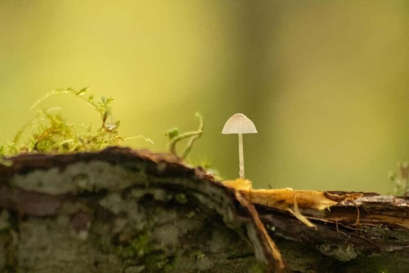 Whistler: Tour, Immersive Nature Experience - Exploring the Whistler Immersive Nature Tour in Detail