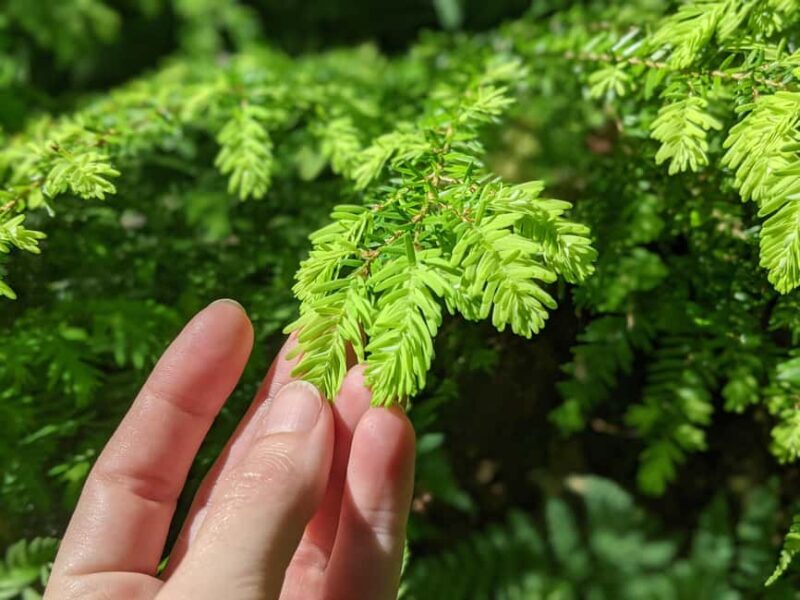 Whistler: Tour, Immersive Nature Experience - FAQs