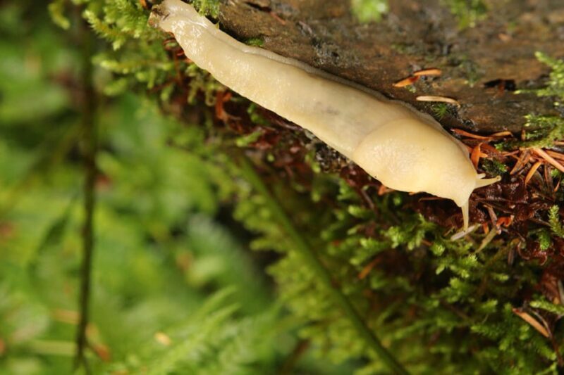 Whistler: Tour, Sensory Nature Experience for Families - The Sum Up: The Perfect Family Nature Escape