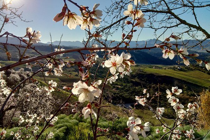 White Villages & Ronda 2 Days Tour from Seville - Day 2: Free Exploration and Return to Seville