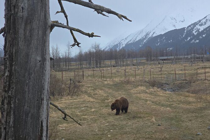 Whittier Cruise Shuttle Tour with Multiple Stops - The Sum Up