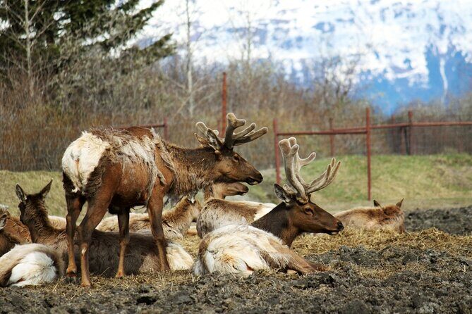 Whittier to Anchorage Post Cruise Wildlife Glacier Tour - FAQ