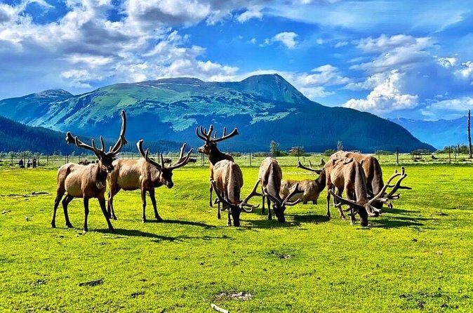 Whittier to Anchorage Wildlife Extravaganza - Who Will Love This Tour?