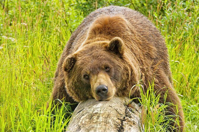 Whittier to Anchorage Wildlife Extravaganza - The Sum Up