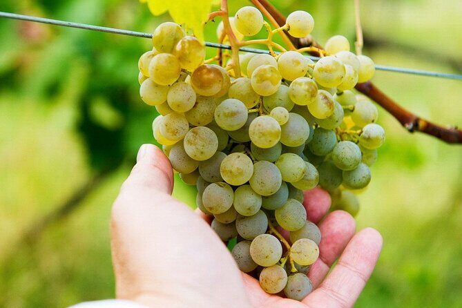 Whole day Wine Tour to Kakheti from Tbilisi - Key Points