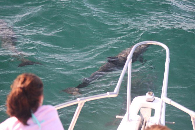 Wild Dolphin Encounter in Puerto Vallarta - What to Expect from the Tour