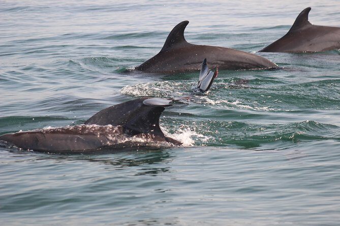 Wild Dolphin Encounter in Puerto Vallarta - Who Should Consider This Tour?