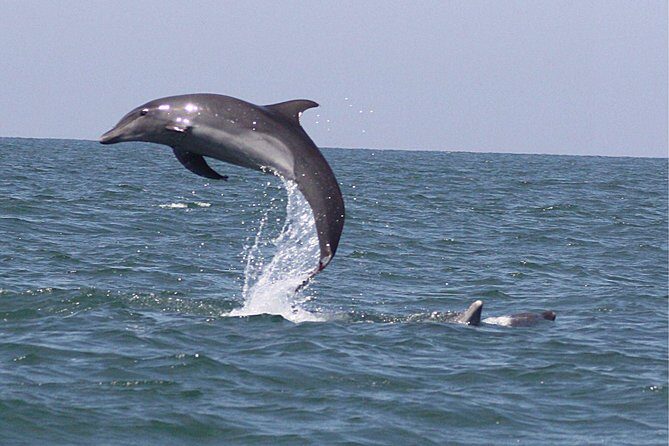 Wild Dolphin Encounter in Puerto Vallarta - FAQs