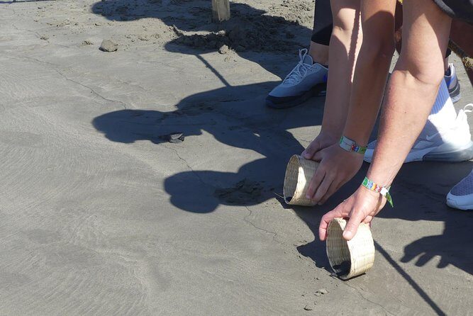 Wild & Free: Lagoon Boat, Beach Horseback, Crocs & Turtle Release - Practical Tips for Booking and Participating