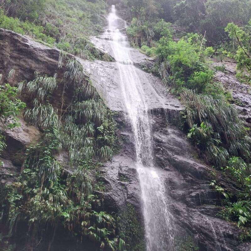 Wild Immersion : Hiking in the Heart of the Tropical Forest - Getting a Sense of the Adventure