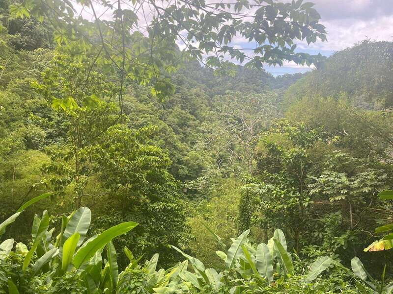 Wild Immersion : Hiking in the Heart of the Tropical Forest - The Itinerary in Detail
