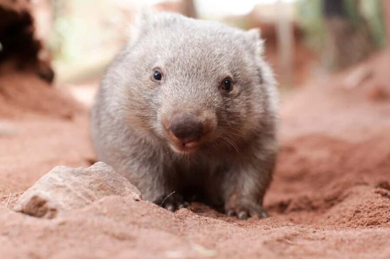 WILD LIFE Sydney Zoo - Practical Details: Accessibility, Timing, and Pricing