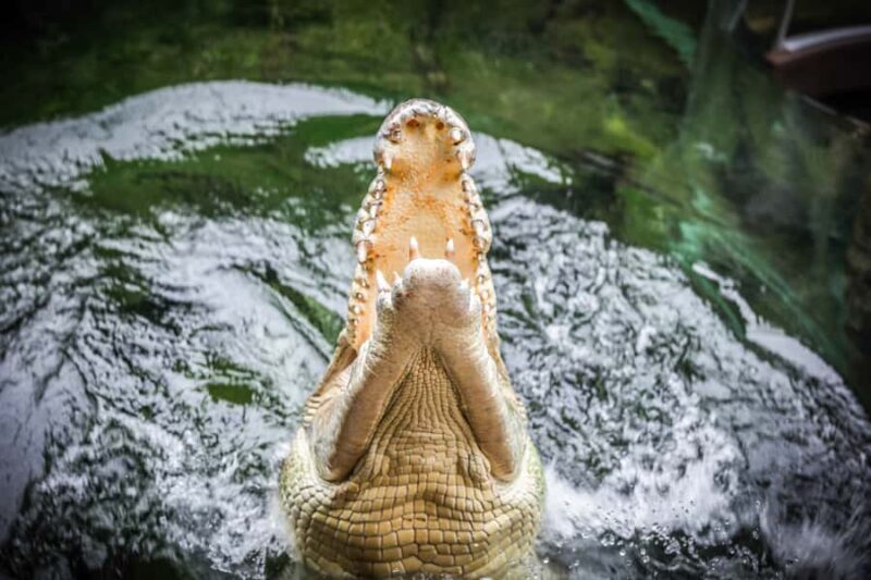 WILD LIFE Sydney Zoo - Limitations and Considerations