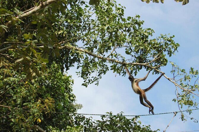 Wild Monkey Adventure (Private, Full Day) - Wild Monkey Adventure (Private, Full Day) — A Detailed Review