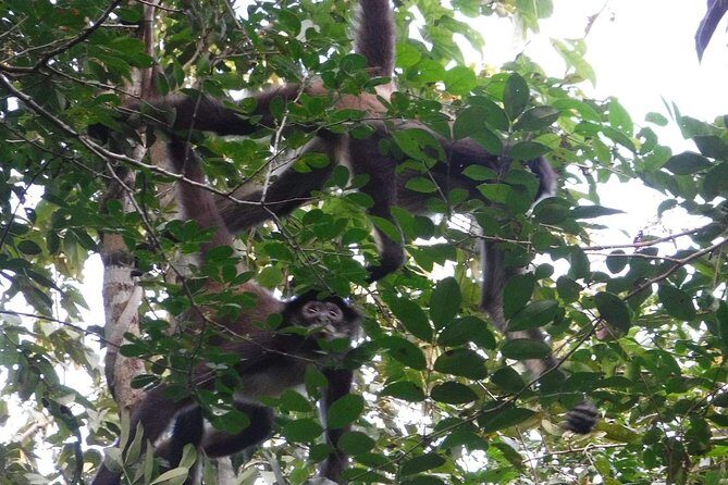 Wild Monkey Adventure (Private, Full Day) - Key Points