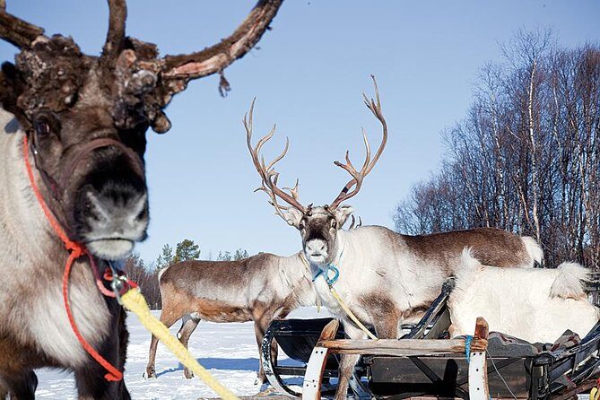 Wild Reindeers Safari + Lunch in Glass Igloo (private service) - Pricing and Value