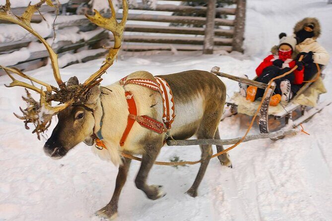 Wild Reindeers Safari + Lunch in Glass Igloo (private service) - FAQ