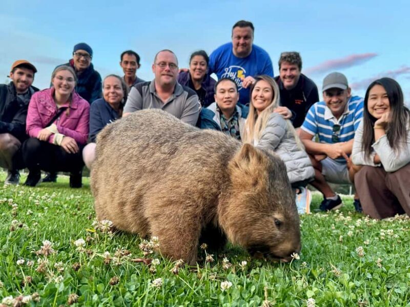 WILD Wombats and Kangaroo Experience, All Inclusive, Sydney - Frequently Asked Questions