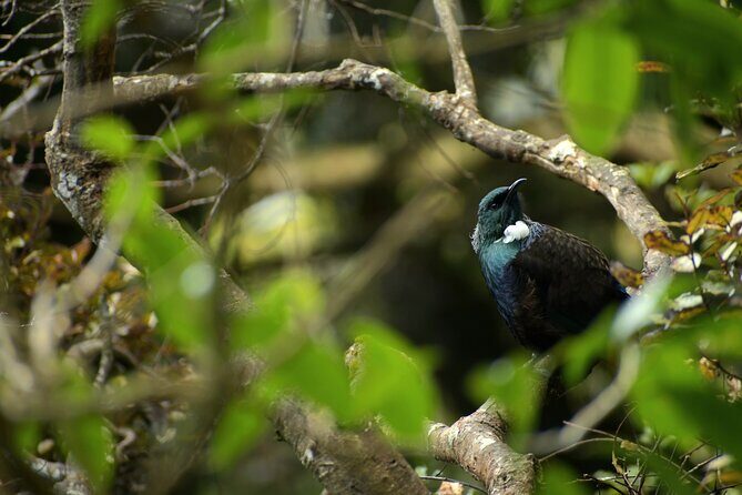 Wildlife and Penguin Tour - Exploring the Wildlife & Penguin Tour in Dunedin: A Genuine Look