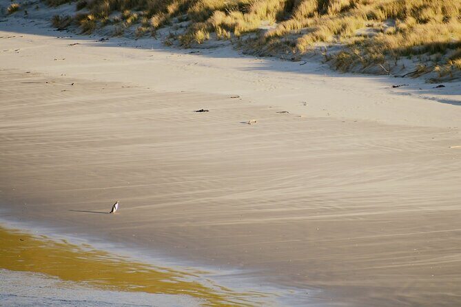 Wildlife and Penguin Tour - Key Points