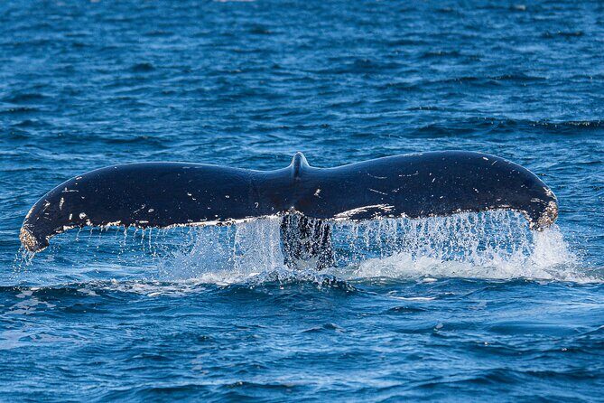 Wildlife and Scenery in Ketchikan - Key Points