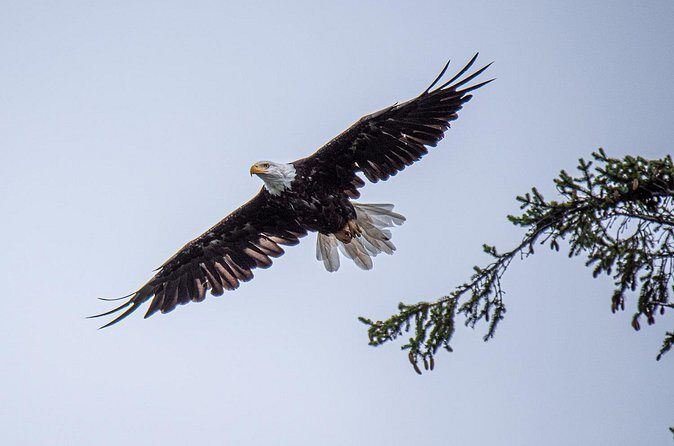 Wildlife and Scenery in Ketchikan - Who Will Love This Tour?
