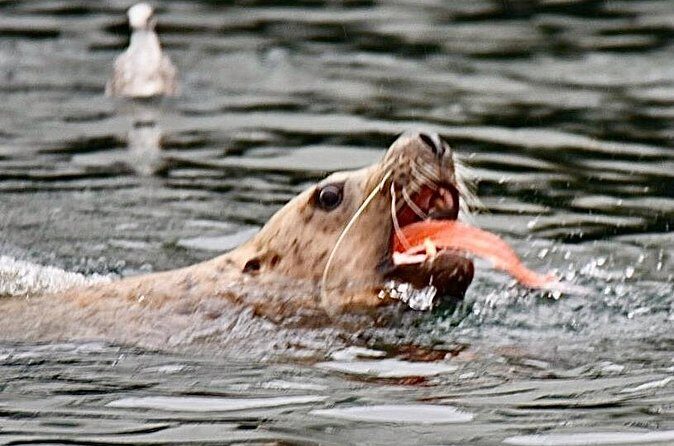 Wildlife and Scenery in Ketchikan - FAQ