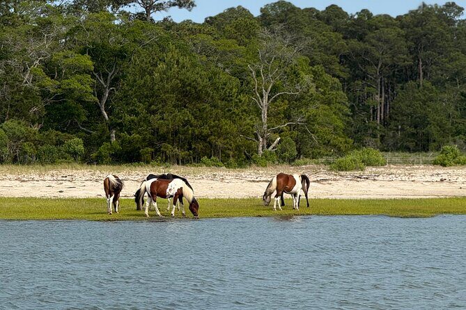 Wildlife Boat Tour with Wild Ponies and Dolphins in Chincoteague - Key Points