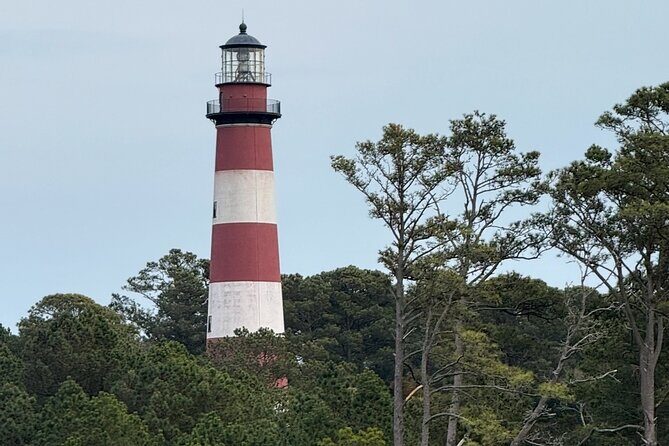 Wildlife Boat Tour with Wild Ponies and Dolphins in Chincoteague - An In-Depth Look at the Wildlife Boat Tour Experience