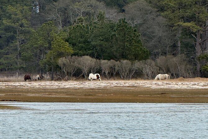 Wildlife Boat Tour with Wild Ponies and Dolphins in Chincoteague - The Sum Up
