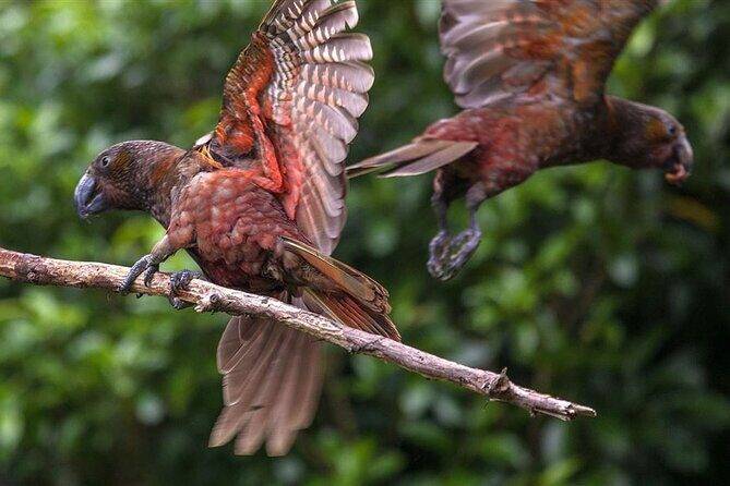 Wildlife Centre Experience - Key Points