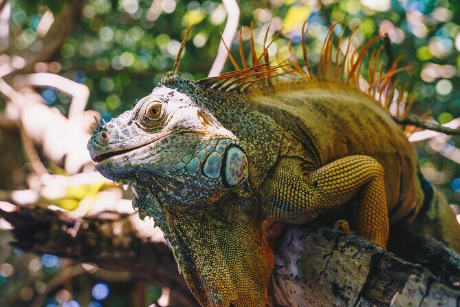 Wildlife Eco Tour on the coast of Oaxaca. - FAQ