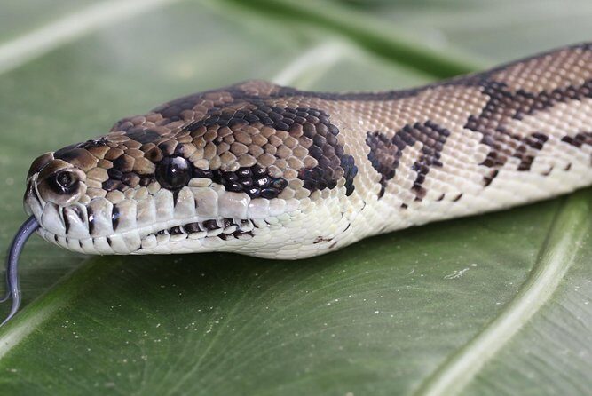 Wildlife Habitat Port Douglas - Pros and Cons