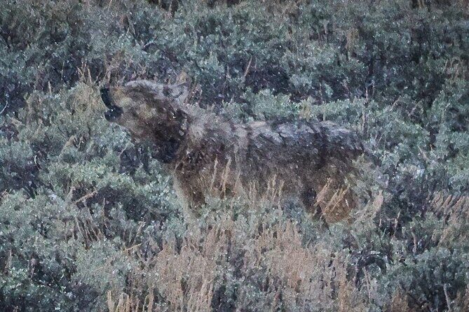 Wildlife Hiking Adventure in Yellowstone with Lunch - An In-Depth Look at the Yellowstone Wildlife Hiking Experience