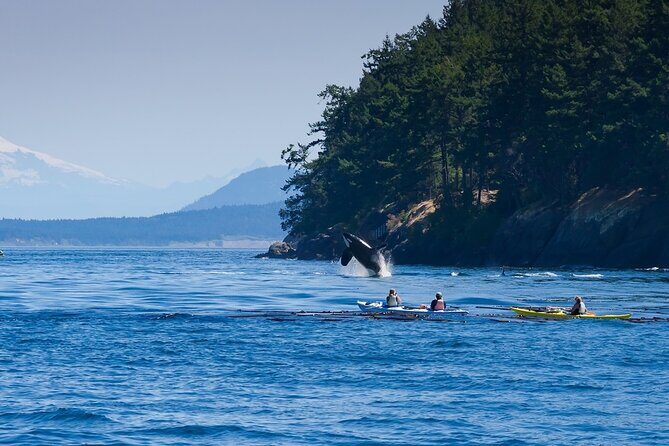 Wildlife Kayak Tour at Fort Flagler State Park - The Value of the Experience