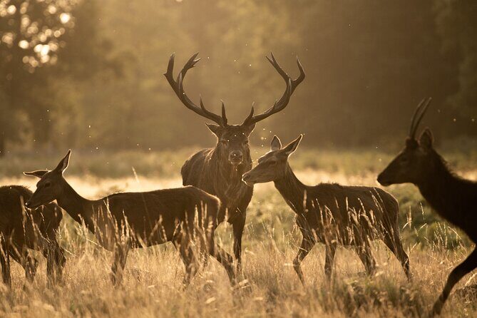 Wildlife Photography Workshop in Richmond Park in London - Introduction