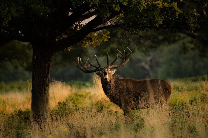 Wildlife Photography Workshop in Richmond Park in London - The Itinerary Breakdown