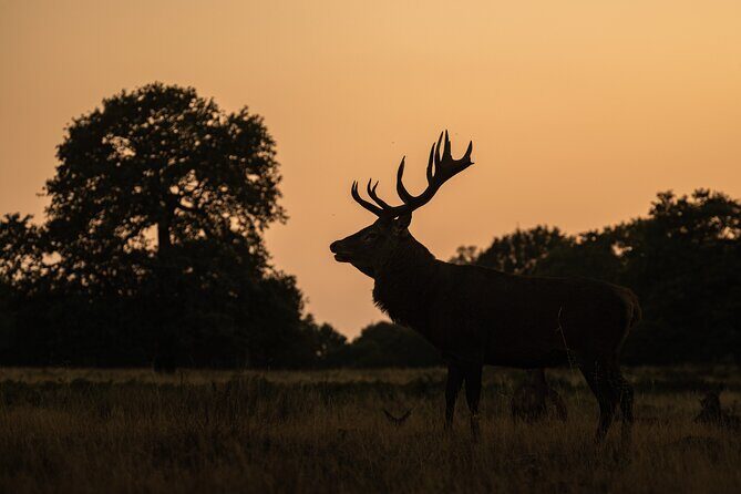 Wildlife Photography Workshop in Richmond Park in London - What Do Reviewers Say?