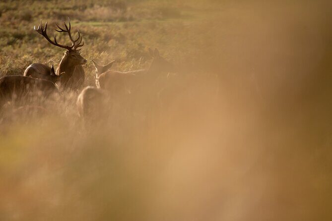 Wildlife Photography Workshop in Richmond Park in London - Practical Details and Tips