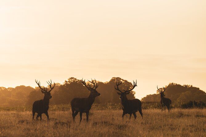 Wildlife Photography Workshop in Richmond Park in London - Who Should Book This Experience?