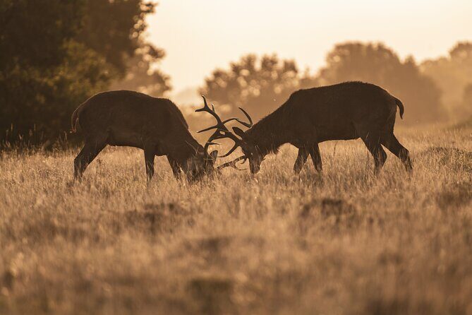 Wildlife Photography Workshop in Richmond Park in London - The Sum Up