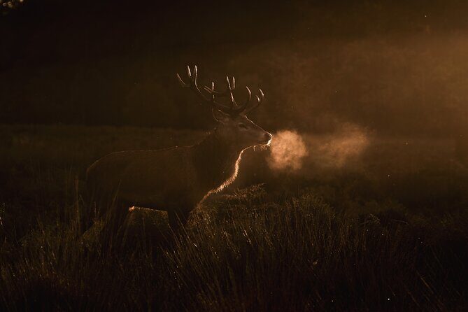 Wildlife Photography Workshop in Richmond Park in London - Frequently Asked Questions