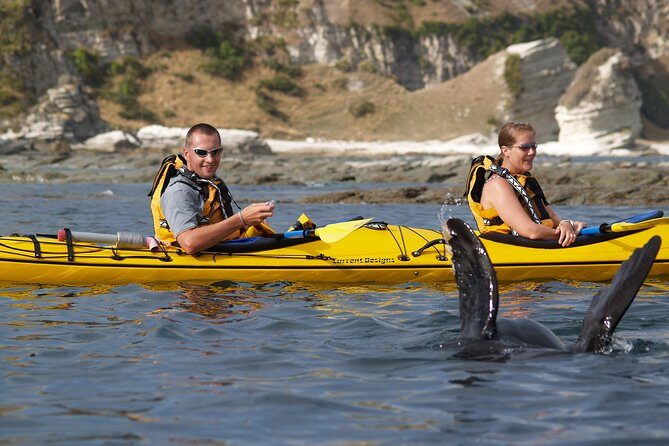 Wildlife Sea Kayaking Tour - Kaikoura - The Experience in Detail