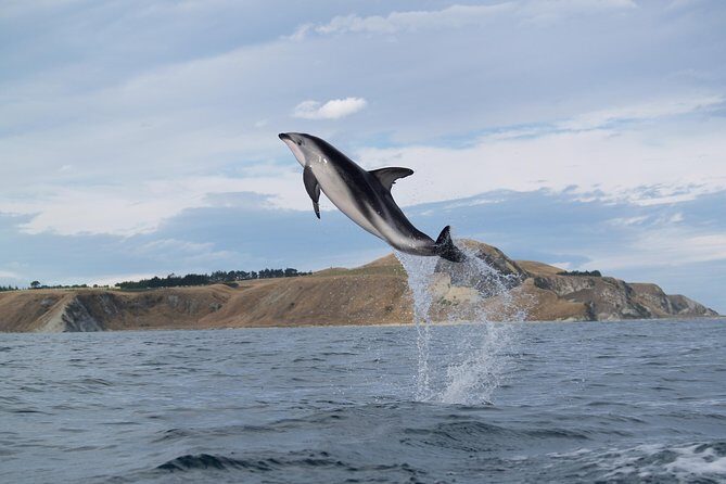 Wildlife Sea Kayaking Tour - Kaikoura - Practical Information