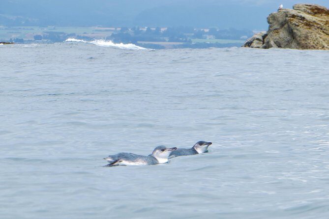 Wildlife Sea Kayaking Tour - Kaikoura - FAQs