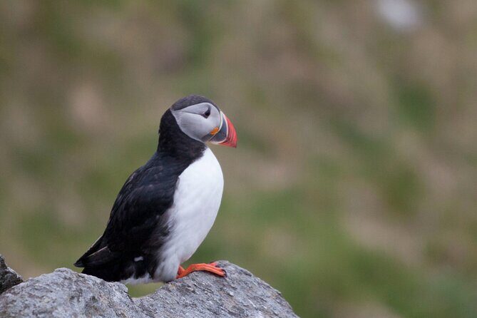 Wildlife Sea Safari in Alesund - Key Points