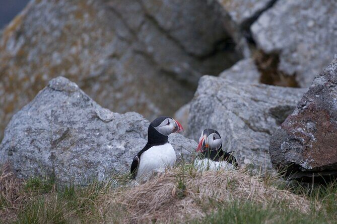 Wildlife Sea Safari in Alesund - Who Should Consider This Tour?