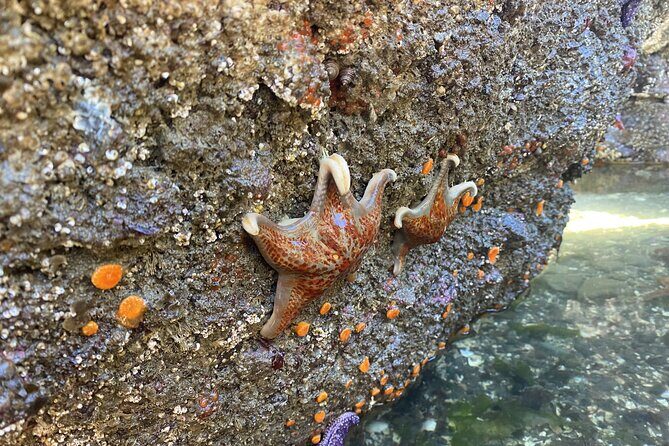 Wildlife Spotting Kayak Adventure on Orcas Island - The Value of This Tour