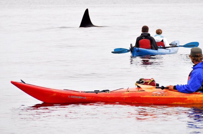 Wildlife Spotting Kayak Adventure on Orcas Island - Practical Details to Keep in Mind